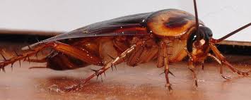 Best pesticide for cockroach control in Kenya